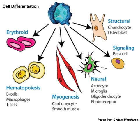 Although there are many different kinds of specialized cells, a few of ...