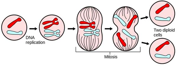 Mitosis divides the chromosomes in the cell nucleus, as shown below.
