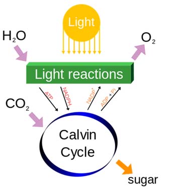 What is the name of the energy molecule produced by the light reaction?