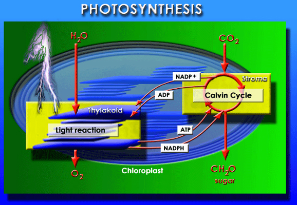 Photosynthesis is the process of converting light energy to chemical ...