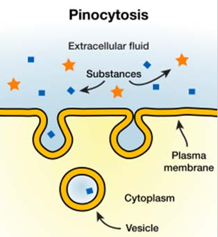How is the process of pinocytosis different than osmosis or the active ...
