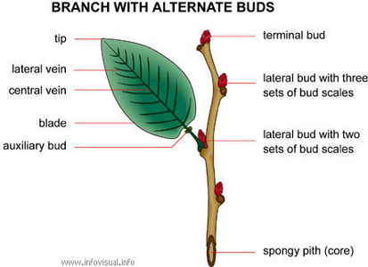 Locate a terminal bud in the diagram.