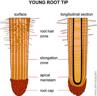 Name the main function of root hairs.