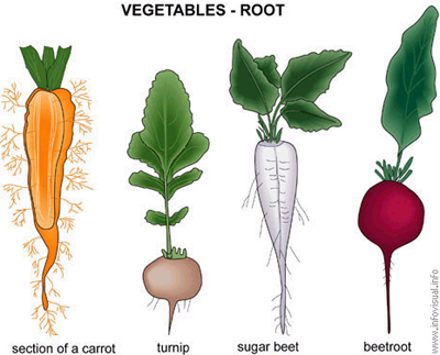 THE ROOTS BELOW GROUND