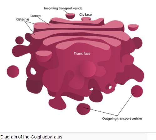 Golgi Apparatus
