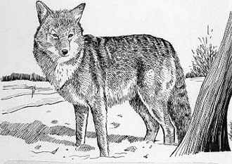 See if you can discover the lesson this fable teaches.