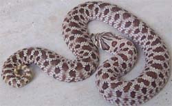 Hognose Snake